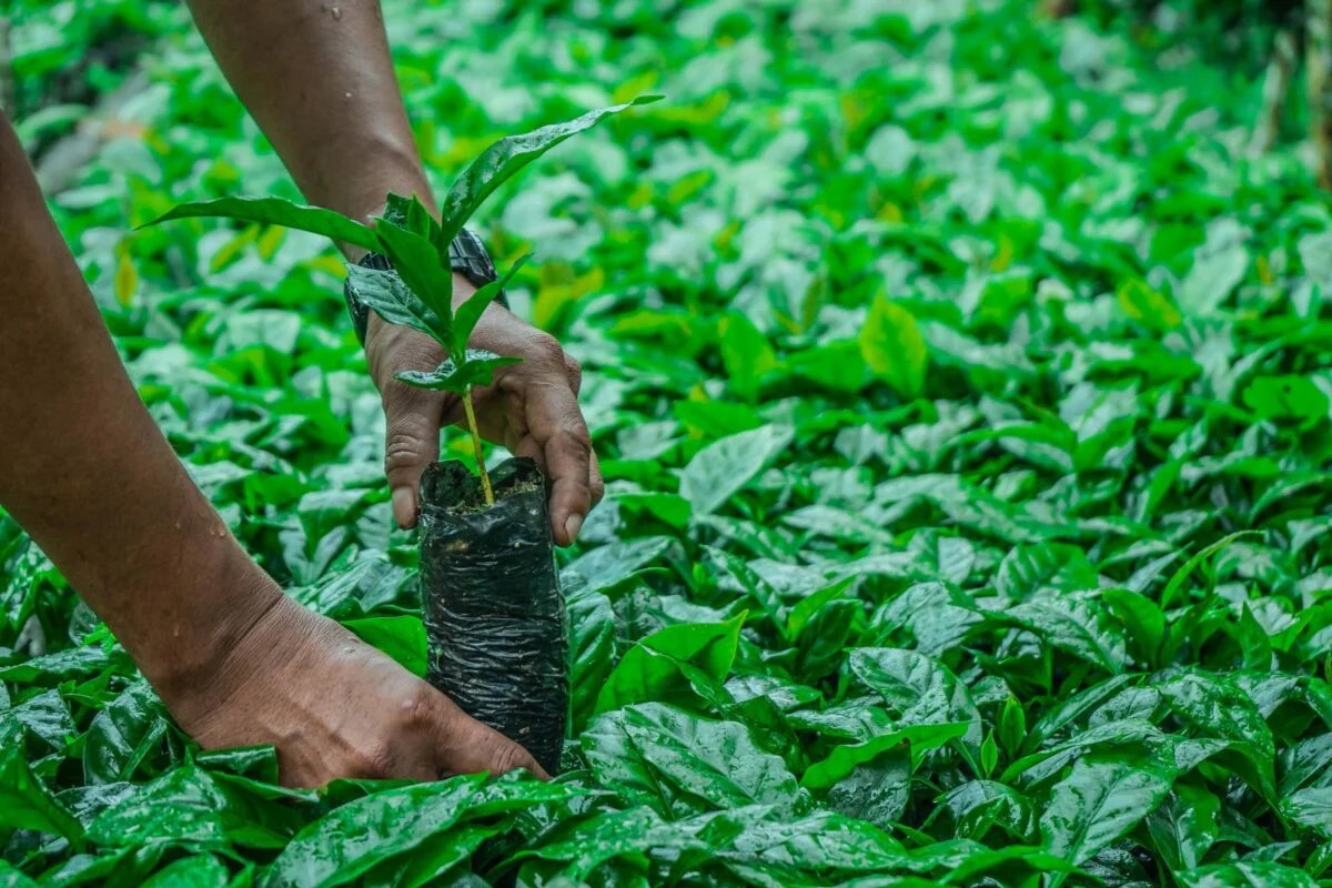 ペルー サン・イグナシオ 22/23 | コバルト - 神戸三宮の自家焙煎コーヒー豆屋